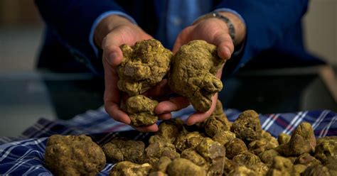 Celebrate Truffle Season With These Tasty Facts About The Culinary Delicacy Maxim