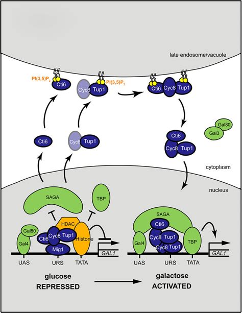 A Model For The Pi 3 5 P 2 Function In Gal Induction We Propose That Download Scientific