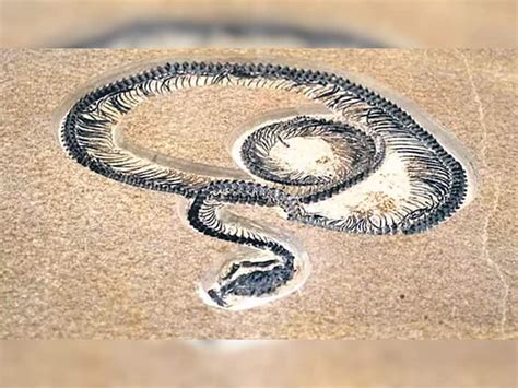 Meet Vasuki Indicus New King Of Giants Unearthed In Indias