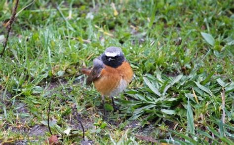 В любом городском парке или даже на вашем дачном участке неподалеку от