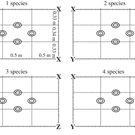 experimental design and sampling position for fine root collection at