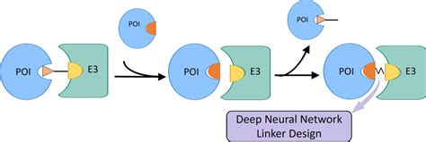 A Novel Rational Protacs Design And Validation Via Ai Driven Drug Design Approach Anhorn Medicines
