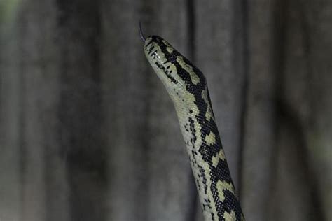 Python Snake Stock Photos Images And Backgrounds For Free Download