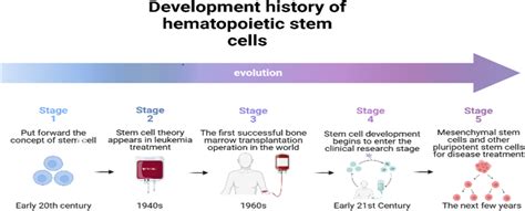 Development History Of Stem Cells The “stem Cell Theory” Originated In