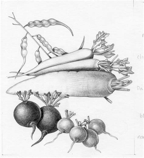 Botanical Illustration Exploring Root Variety Lizzie Harper