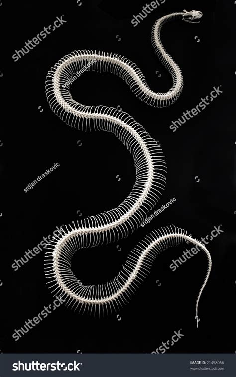 Python Anatomy Images Stock Photos D Objects Vectors Shutterstock