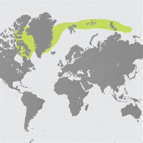 Narwhal Habitat Map