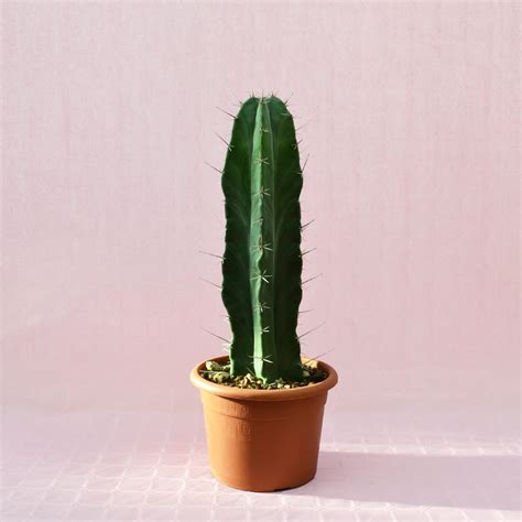 Stenocereus Stellatus Pot Ø 21 Boutique Cactusmania