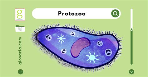 Protozoa Karakteristik Cara Hidup Habitat Reproduksi Dan Klasifikasinya