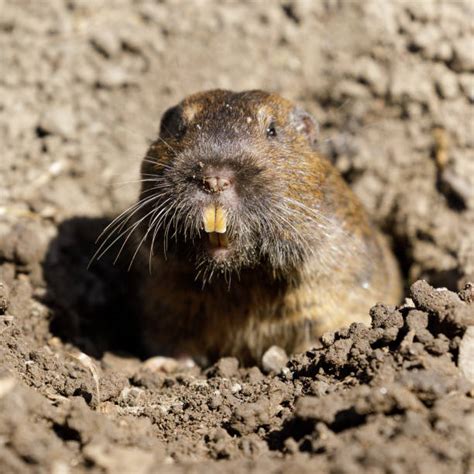 North American Gopher