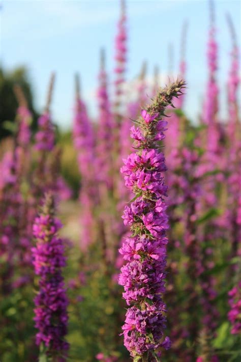 Veronica Perfectley Picasso Artofit