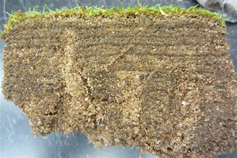 Pythium K State Turf And Landscape Blog