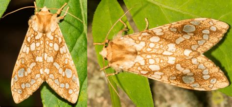 25 Common Moths In Ohio 2024 Bird Watching Hq