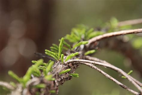 Needles Tree Drive Free Photo On Pixabay