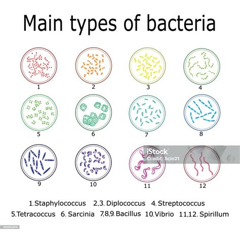 Types Of Bacteria Chart