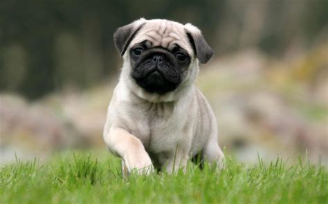 Pug Wallpaper With Resolution