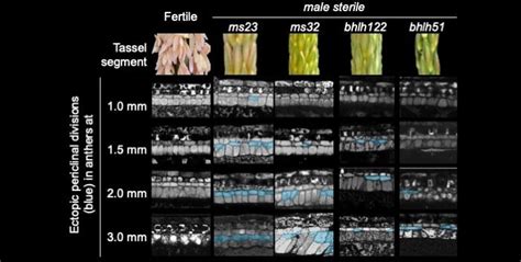 The Plant Cell The Plant Cell In A Nutshell Unraveling