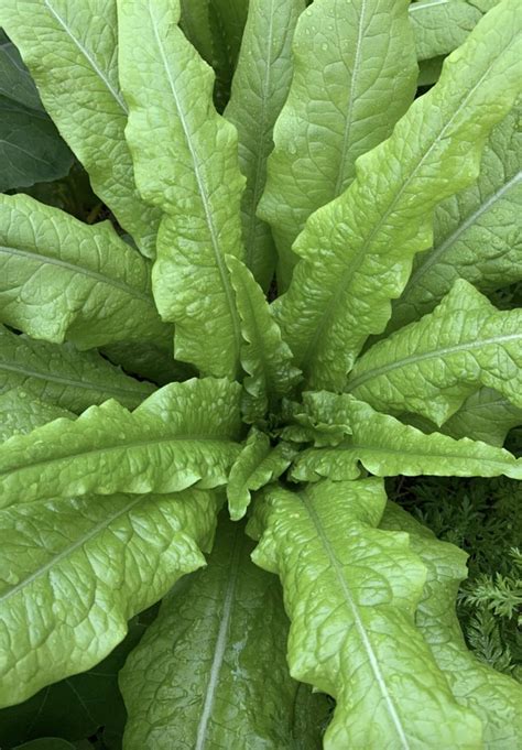 Celtuce Seed Buy Celtuce Seeds Online