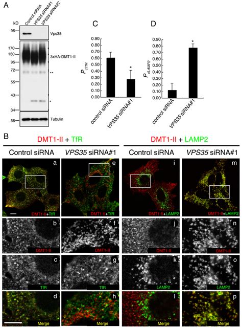 Mis Sorting Of Dmt1 Ii To Lamp2 Positive Structures Upon Retromer