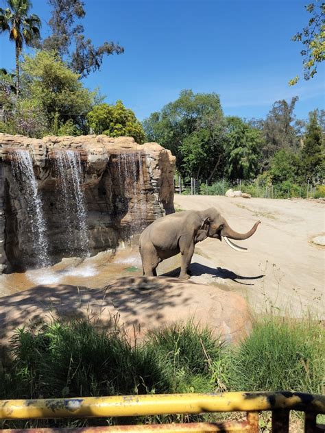 Los Angeles Zoo Information Tickets And Reviews