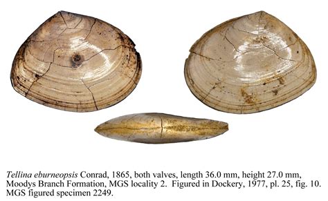 Bivalvia Surface Geology Environmental Geology Ms Deq Geology