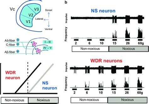 General Characteristics Of Trigeminal Nociceptive Specific Ns And Download Scientific Diagram
