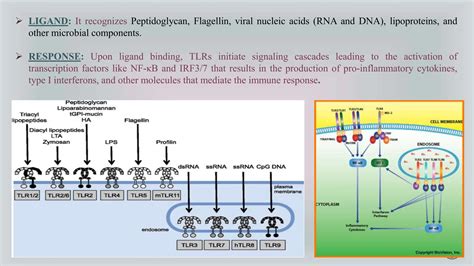Pathogen Recognition Receptors Prrs And Pathogen Associated Molecular Patterns Pampspptx