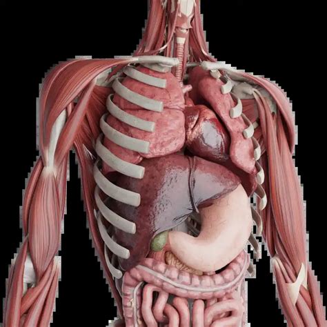 Interactive 3d Medical Models Of Human Anatomy Voka