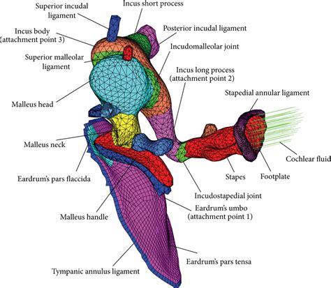 Finite Element Model Of The Human Middle Ear Download Scientific Diagram