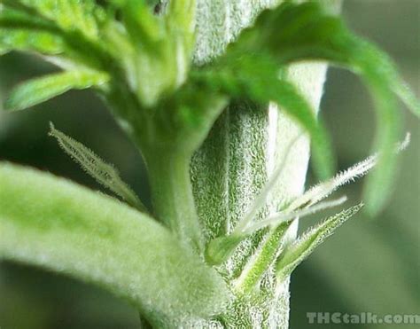 Is 2 Weeks To Early To See Sex On Autoflower