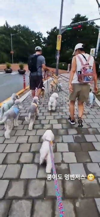 멍벤저스가 되고픈 콩이😁 강아지 Cute 해운대스타그램 Youtube