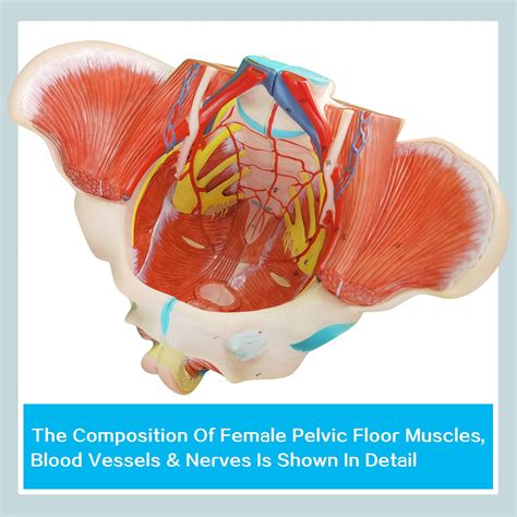 Female Pelvis Model Life Size Female Pelvic Anatomy Model 4 Part
