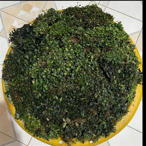 Jual 1 Kg Bucep Mini Cenayan Original Produk Shopee Indonesia