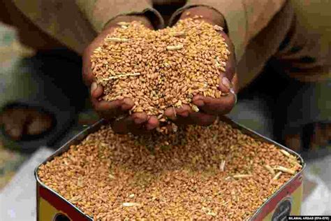 Amid Food Insecurity Pakistan Reports Record Breaking Wheat Harvest