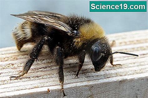 Atšķirības Un Līdzības Starp Sērijas ķēdi Un Paralēlu ķēdi 💫 Zinātnes Un Populārs Multimediju