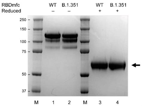Impact Of Sars Cov 2 Rbd Mutations On The Production Of A Recombinant Rbd Fusion Protein In