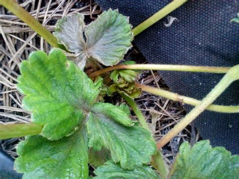 Нематода на клубнике фото методы борьбы признаки причины появления Как бороться с