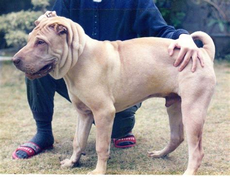 中国本土犬种都有哪些？ 知乎