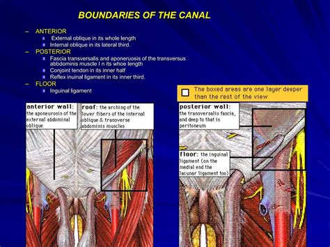 Inguinal Canal2ppt