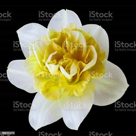 블랙 꽃 흰 노란 수 선화 고립 클리핑 경로와 배경 그림자 디자인에 대 한의 근접 촬영 자연입니다 0명에 대한 스톡 사진 및 기타 이미지 Istock