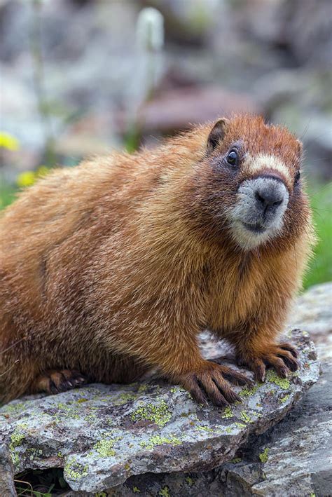 Yellow Bellied Marmot 2 Everything You Need To Know About