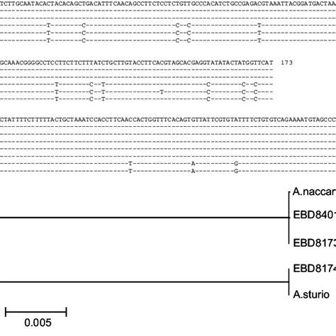 A Multiple Alignment Of Two Sequences Of A Cytochrome B Gene Fragment Download Scientific