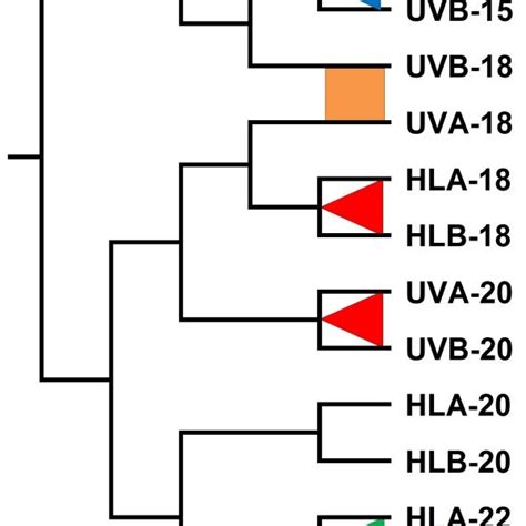 Hierarchical Clustering Analysis Of The Microarray Dataset Download