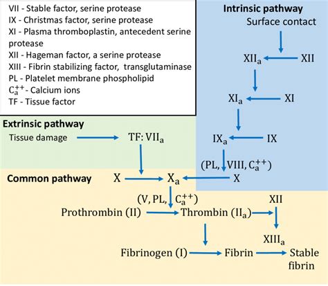 Thrombosis Haemostasis In The Wrong Place Physiology Test And Flashcards