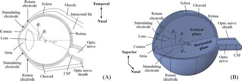 Optic Nerve Mediated Modulation Of Temporally Interfering Electric