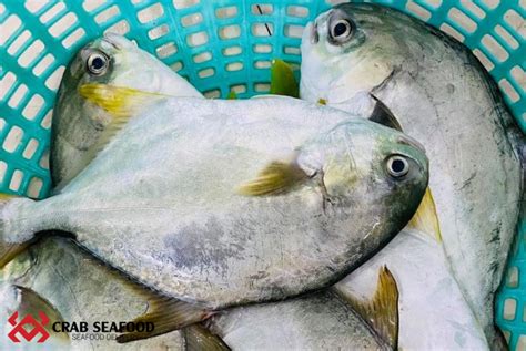 Tìm Hiểu Về Cá Chim Trắng Biển Mua Cá Chim Trắng Ở Đâu Chất Lượng Crab Seafood