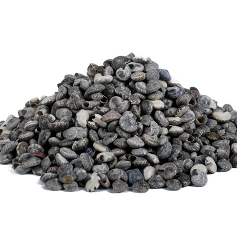 Caramujo Umbonium Elegans 720 A 750gr Conchas E Artesanato