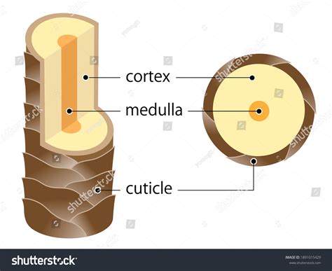 Layer Hair Structure Hair Shaft Consists Stock Vector Royalty Free