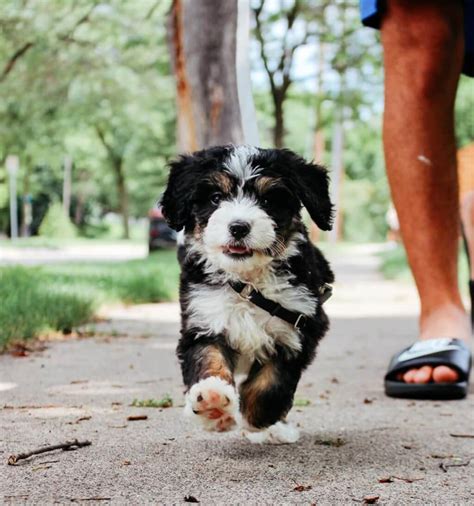 Toy Tiny Bernedoodle Size And Weight
