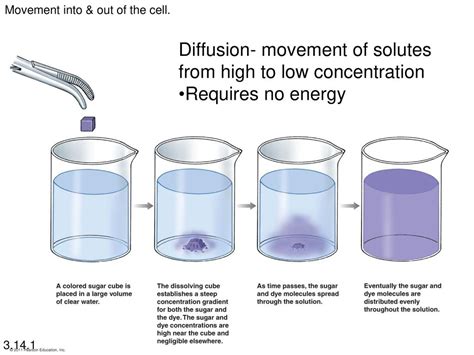 Topic 3 Cells Ppt Download